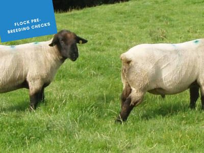 New Entrants Calendar - Flock Pre-Breeding Checks | Information helping ...