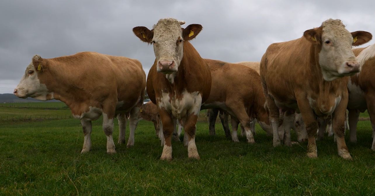 Winter Management for Calving Heifers at 2.5 years old | Information ...
