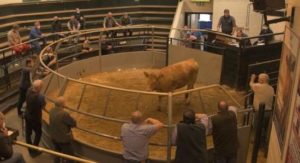 Cattle Movements: Key Requirements | Information helping farmers in ...