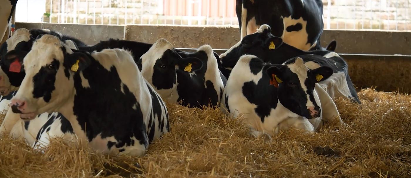 Dry Cow Management for a Successful Transition into the Milking Herd ...