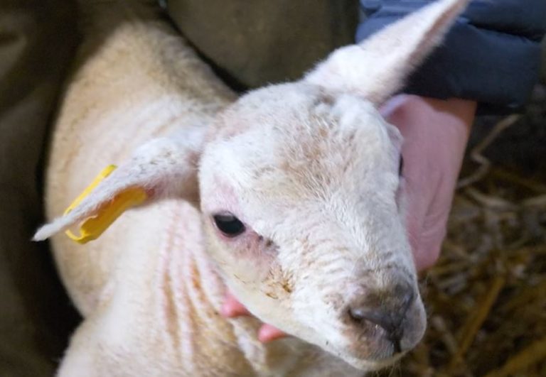 Sheep Identification and Tagging | Information helping farmers in ...