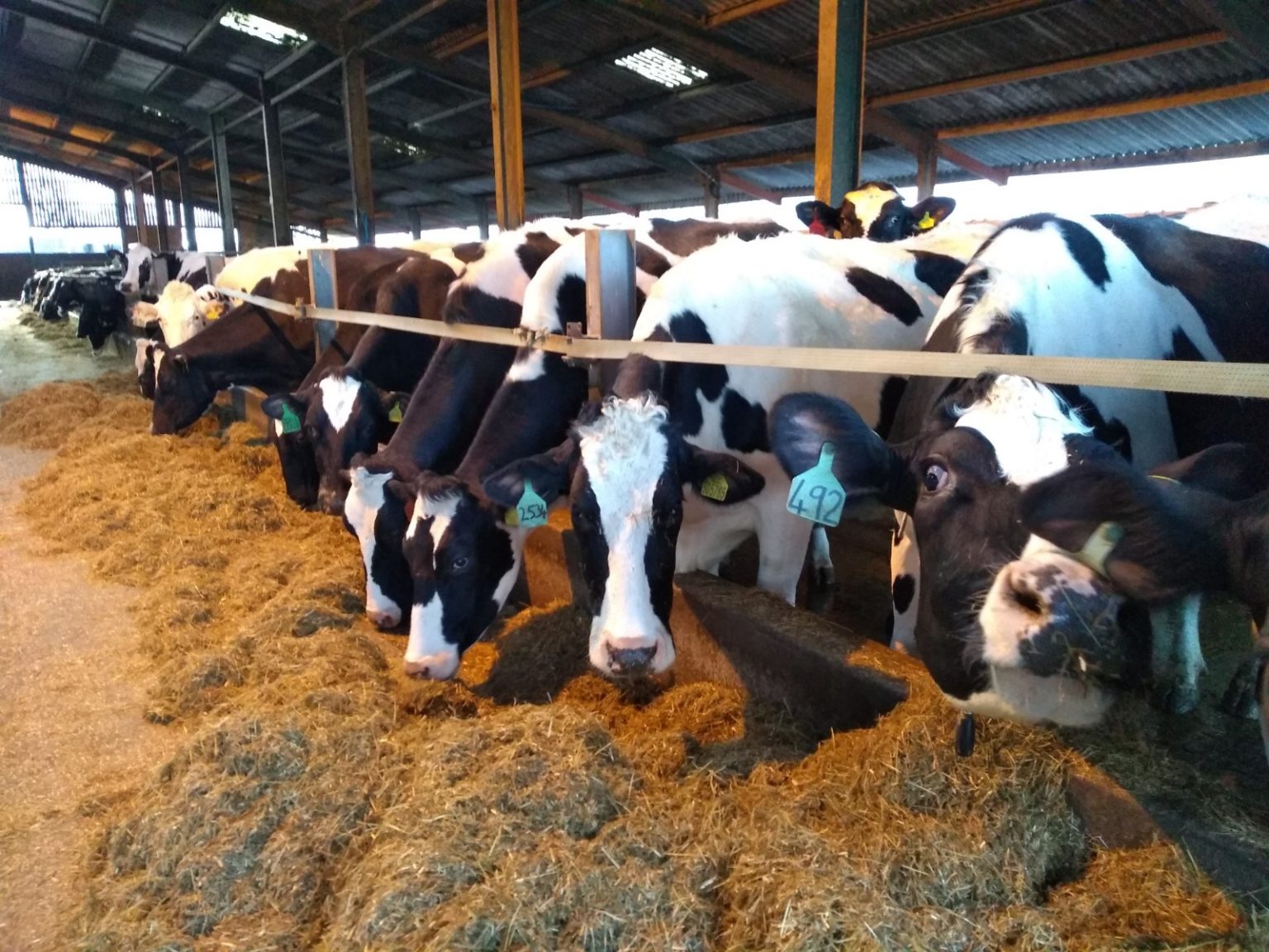 Dry Cow Nutrition for a Successful Transition into the Milking Herd ...