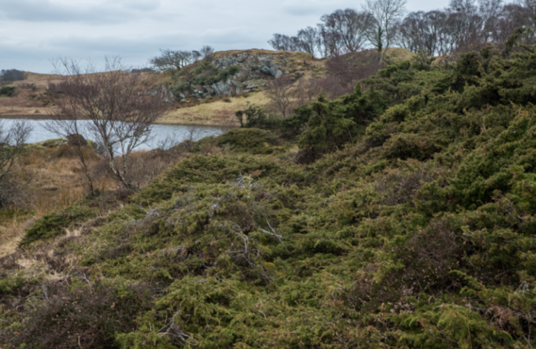 Juniper | Helping farmers in Scotland | Farm Advisory Service