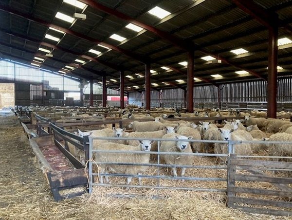 Technology to Improve Business Performance and Resilience - Sheep | Information helping farmers ...