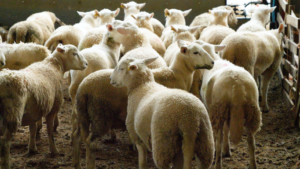 Condition Scoring for sheep | Helping farmers in Scotland