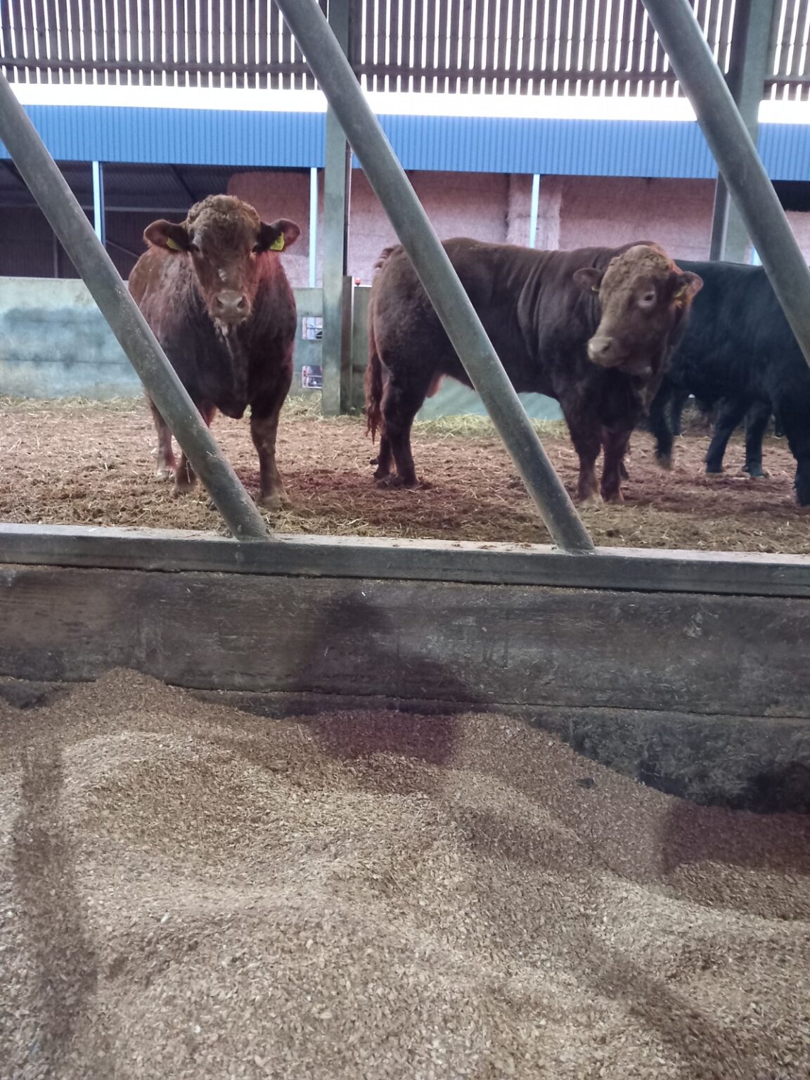 Finishing Options for Beef Cattle | Helping farmers in Scotland