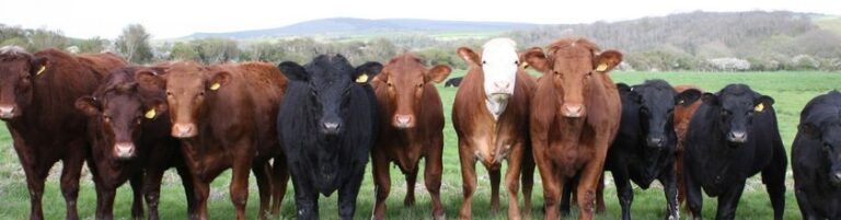Finishing Options for Beef Cattle | Helping farmers in Scotland