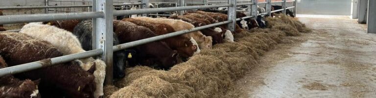 Finishing Options for Beef Cattle | Helping farmers in Scotland