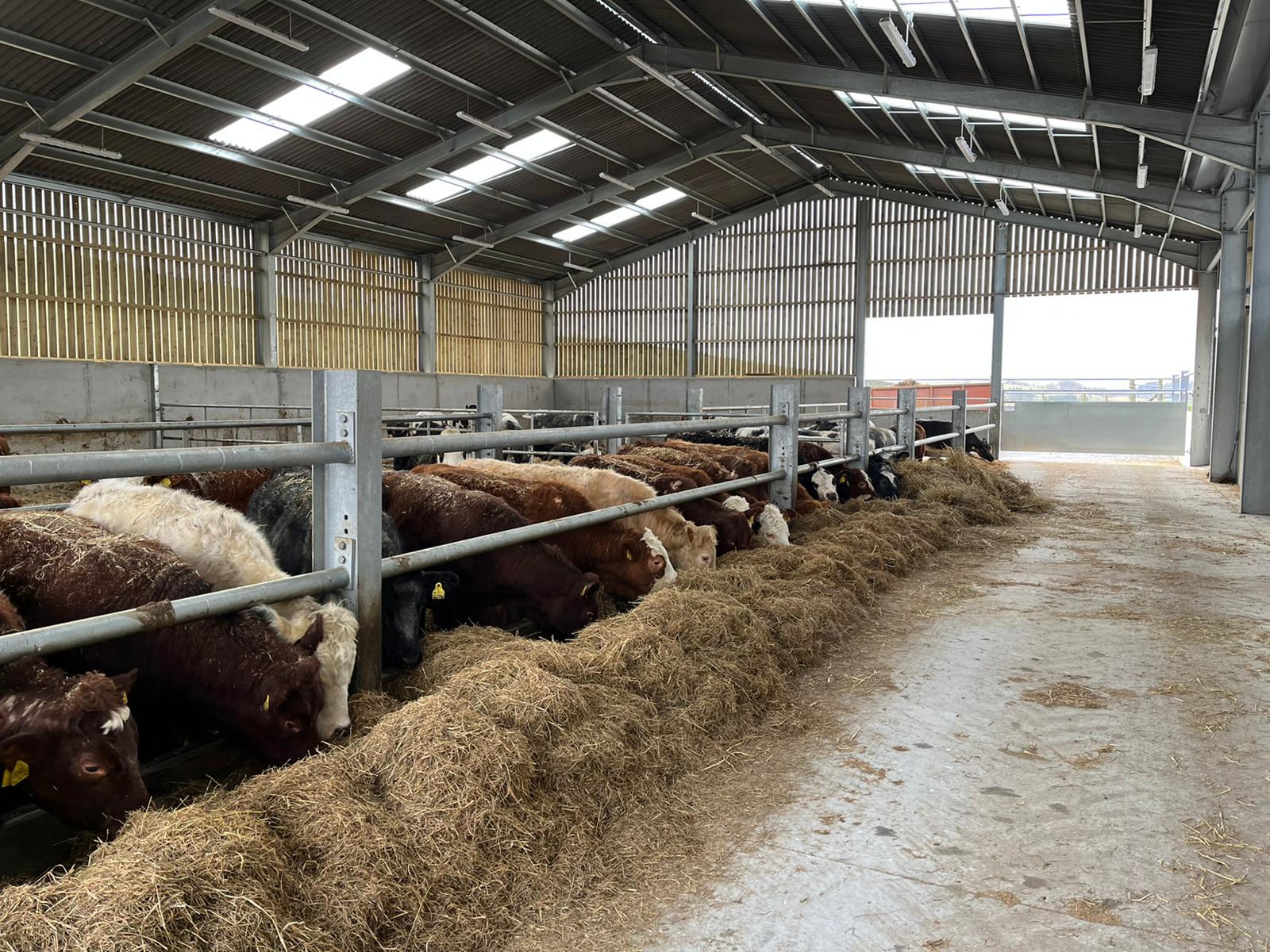Beef Finishing Systems | Information helping farmers in Scotland | Farm ...