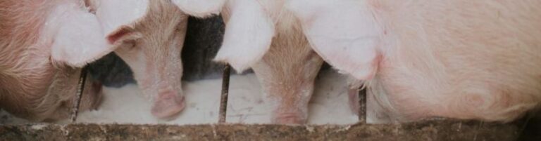 Growing Winter Rye in Scotland | Helping farmers in Scotland | Farm ...