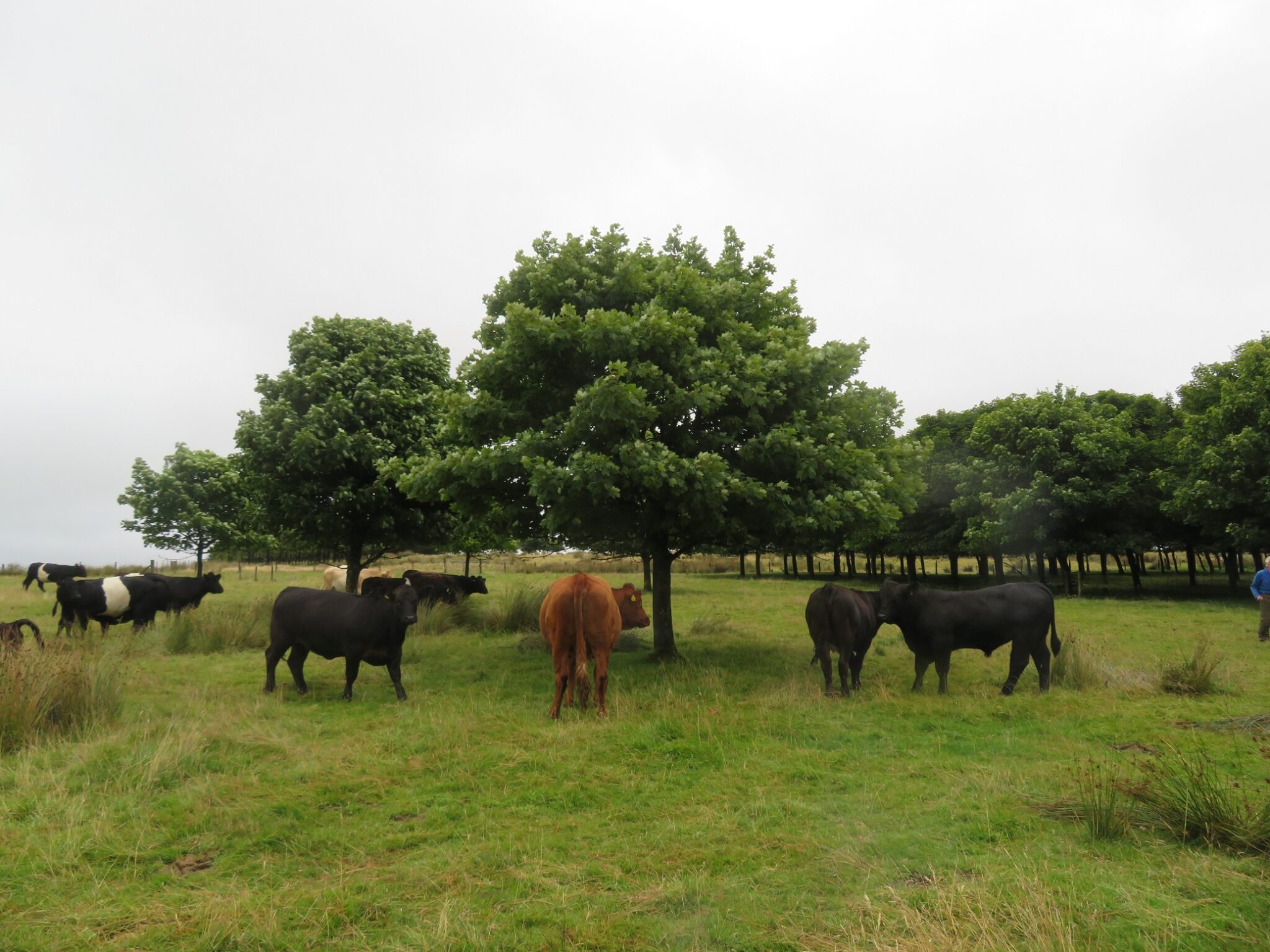 Benefits of Silvopasture to Farms | Helping farmers in Scotland