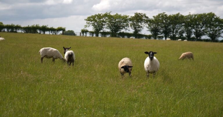 Sheep: Rearing Animals | Helping farmers in Scotland | Farm Advisory ...