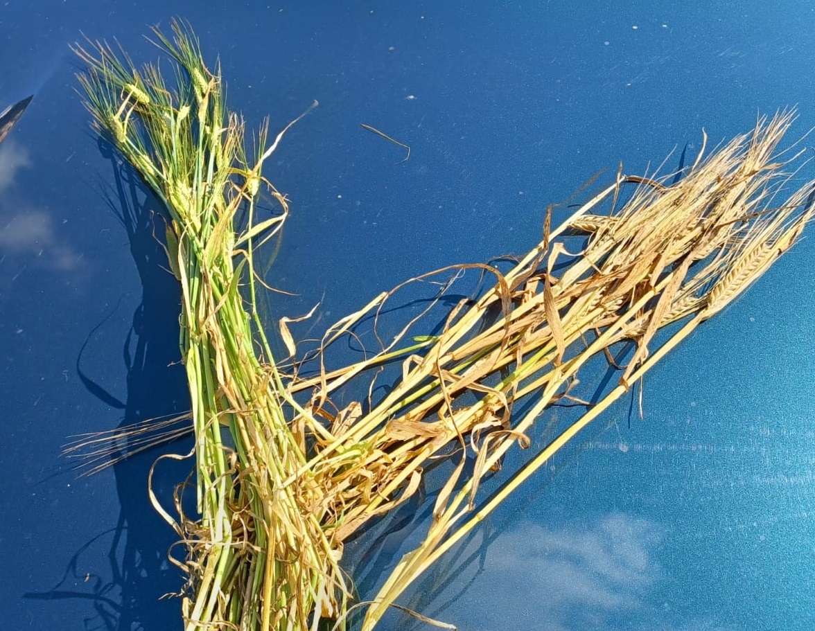 Harvesting with uneven ripening in spring barley | Helping farmers in ...