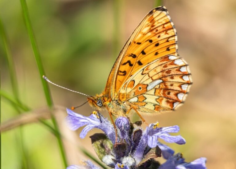 Land Management for Pearl-Bordered Fritillary Butterfly | Helping ...