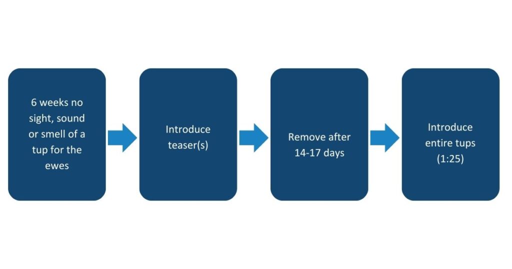 Tupping Toolkit | Helping farmers in Scotland | Farm Advisory Service