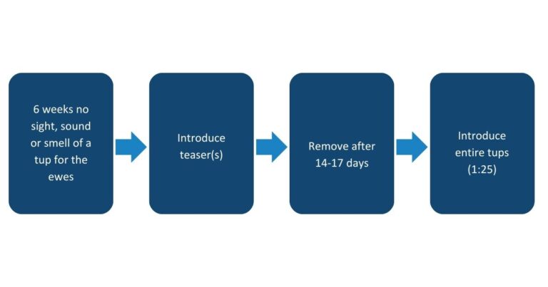 Tupping Toolkit | Helping farmers in Scotland | Farm Advisory Service