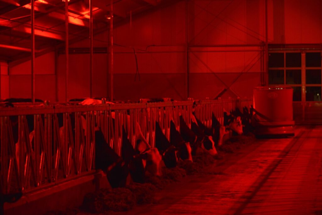 Cattle Shed Lighting | Helping farmers in Scotland