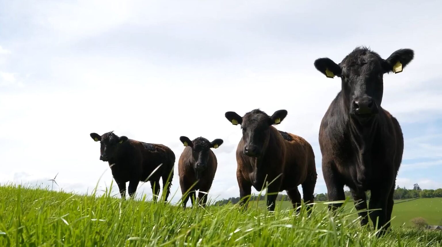 Faecal Egg Counts (FEC) to Monitor Parasite Load | Helping farmers in ...