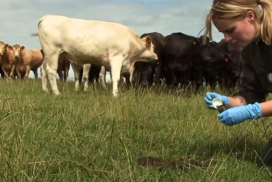Faecal Egg Counts (FEC) to Monitor Parasite Load | Helping farmers in ...
