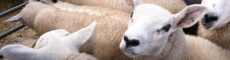 Growing and Finishing Lambs in Autumn and Winter | Helping farmers in ...