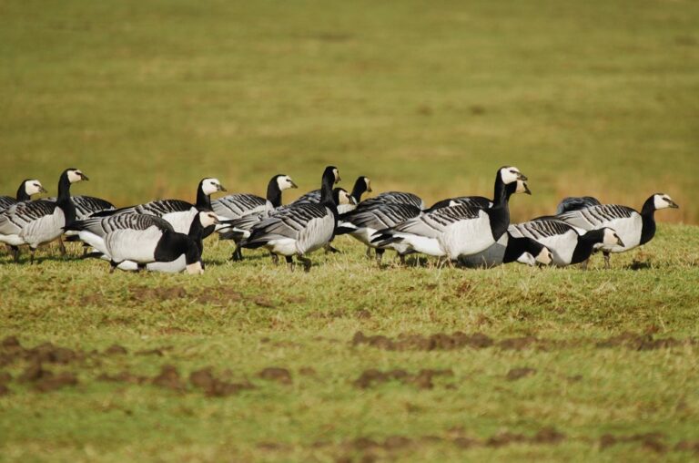 Understanding Goose Control Law in Scotland | Helping farmers in Scotland