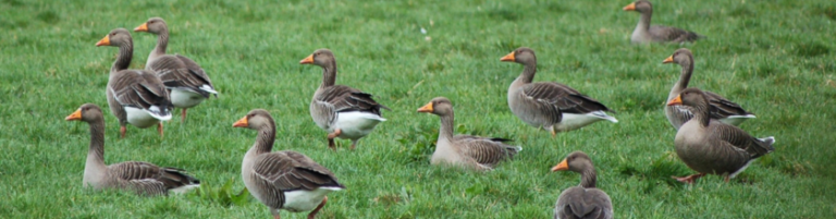 Understanding Goose Control Law in Scotland | Helping farmers in Scotland