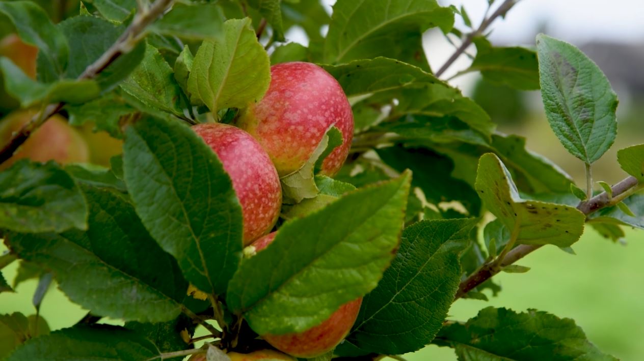 Scottish Forestry Boosts Agroforestry Funding | Helping farmers in ...