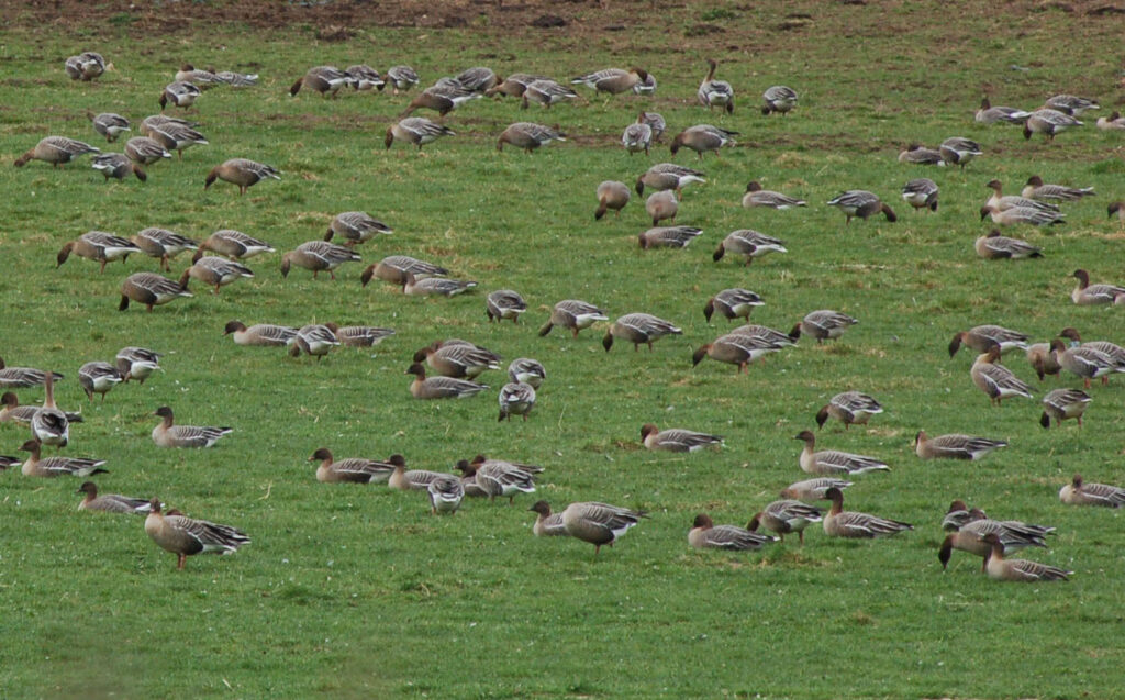 Goose Management in Scotland | Helping farmers in Scotland