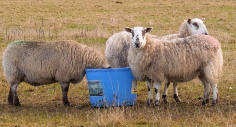 Sheep mineral supplementation | Helping farmers in Scotland