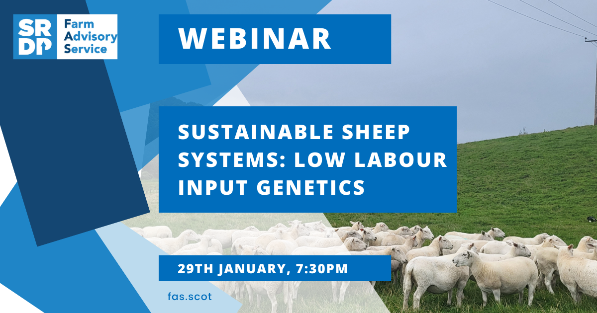 Sustainable Sheep Systems: Low Labour Input Genetics | Events helping ...