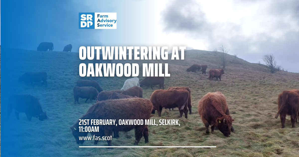 Outwintering at Oakwood Mill - Selkirk | Events helping farmers in ...