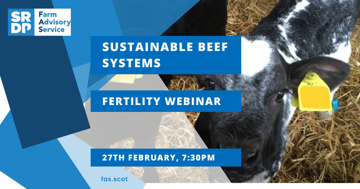 Sustainable Beef Systems - Fertility Webinar | Events helping farmers ...