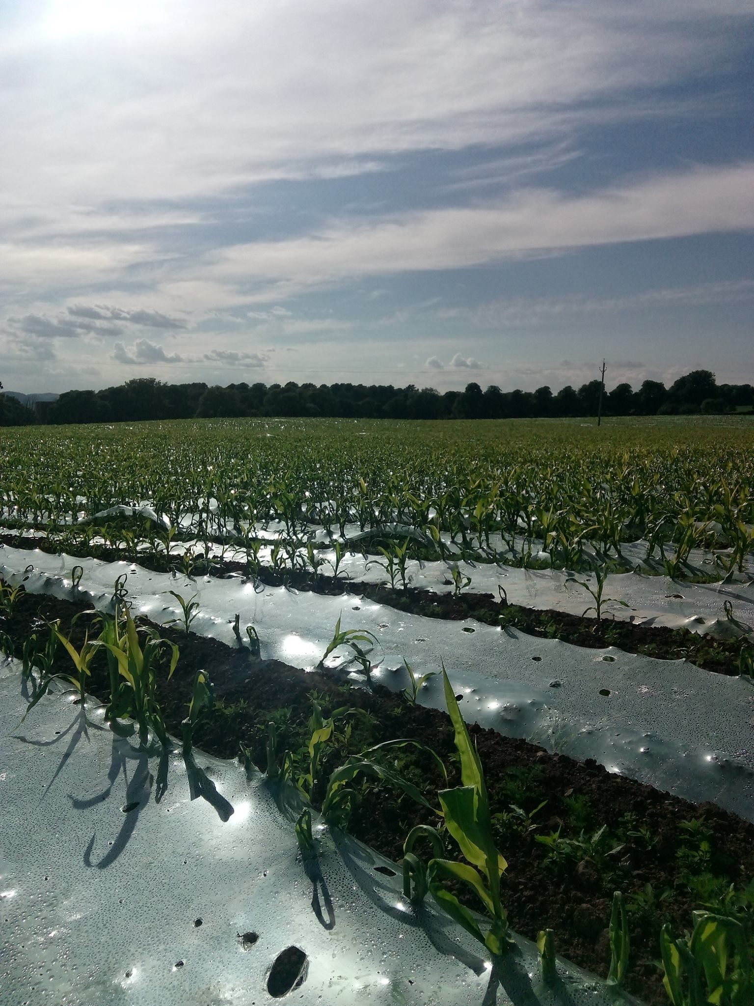 Considerations for Growing Maize Silage | Helping farmers in Scotland