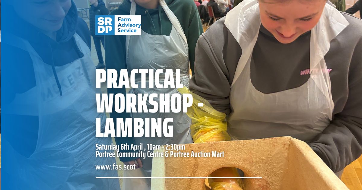 Practical Workshop - Lambing | Events helping farmers in Scotland ...