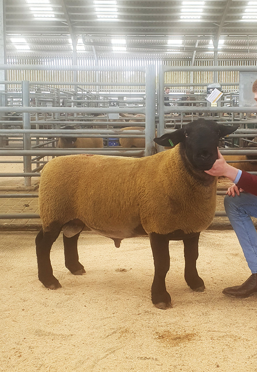 Selecting the Right Ram for the Job | Helping farmers in Scotland