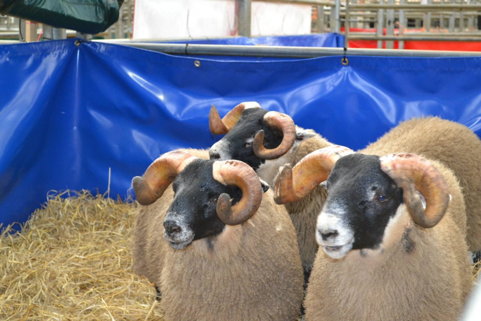 Tupping | Helping farmers in Scotland