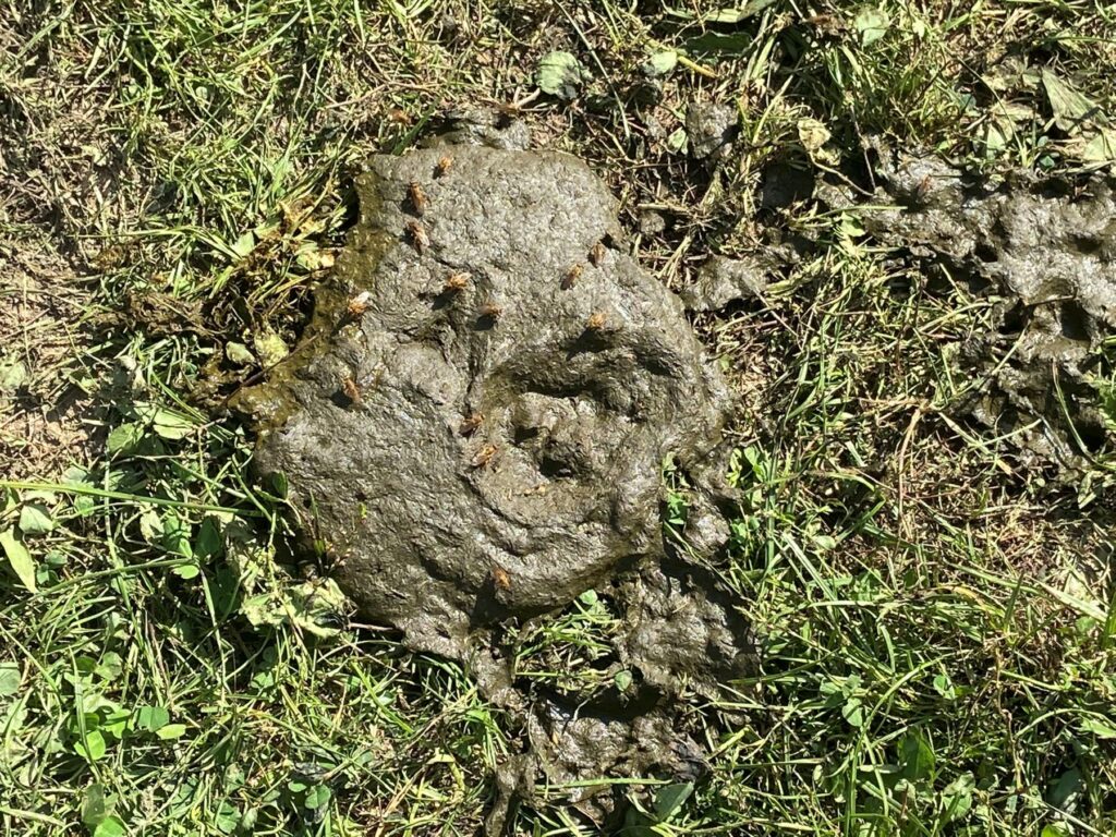 How Healthy Dung Communities Help Your Farm | Helping farmers in Scotland