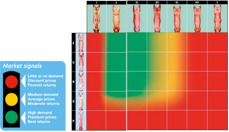 Selecting Finished Lambs - A Practical Guide | Helping farmers in Scotland