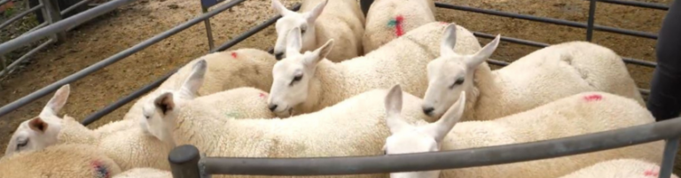Selecting Finished Lambs - A Practical Guide | Helping farmers in Scotland