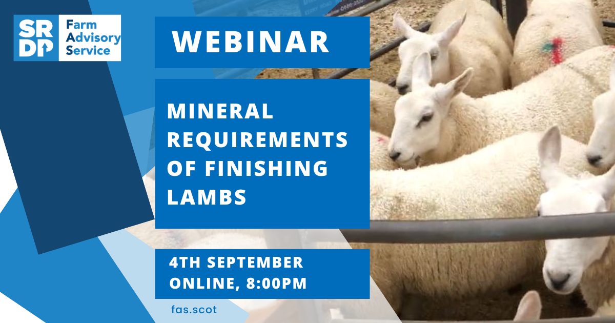 Mineral Requirements of Finishing Lambs | Events helping farmers in ...