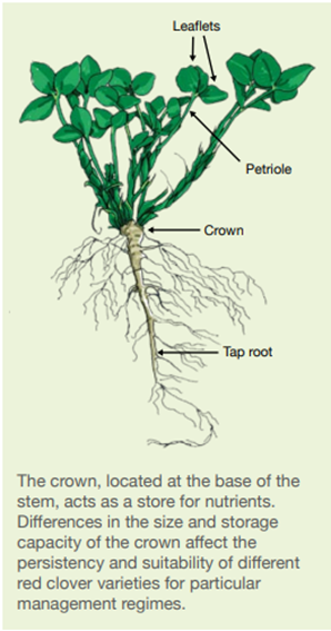 Maximising Clover in Grass Swards | Helping farmers in Scotland