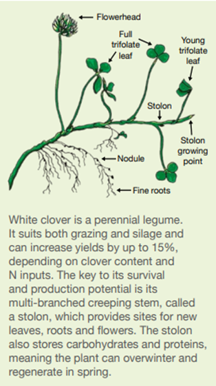 Maximising Clover in Grass Swards | Helping farmers in Scotland