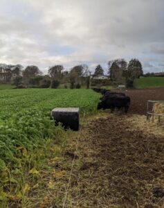 Nutritional Management and Metabolic Profiling of Suckler Cows ...