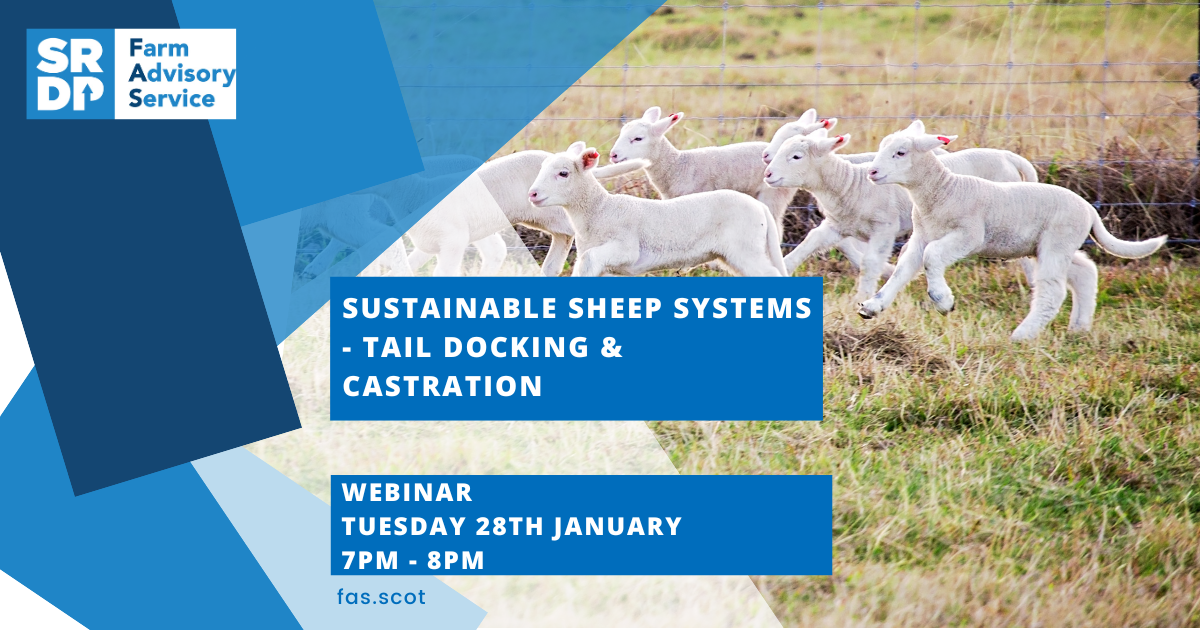 Sustainable Sheep Systems - Tail Docking and Castration | Events ...