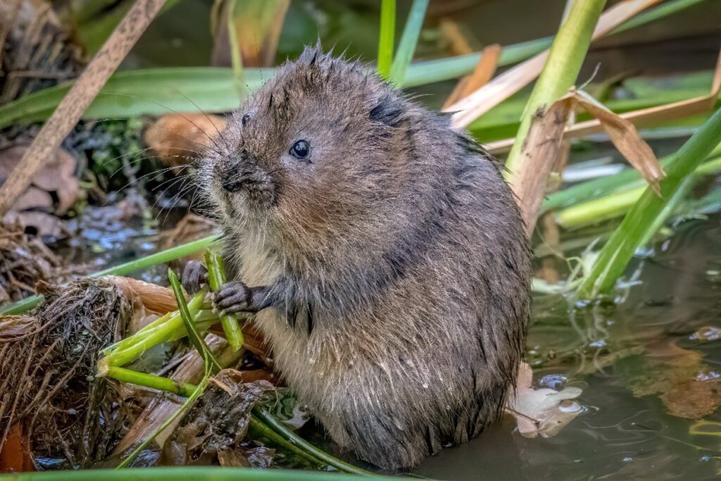 Land Management for Water Voles Arvicola amphibious: A Practical Guide ...