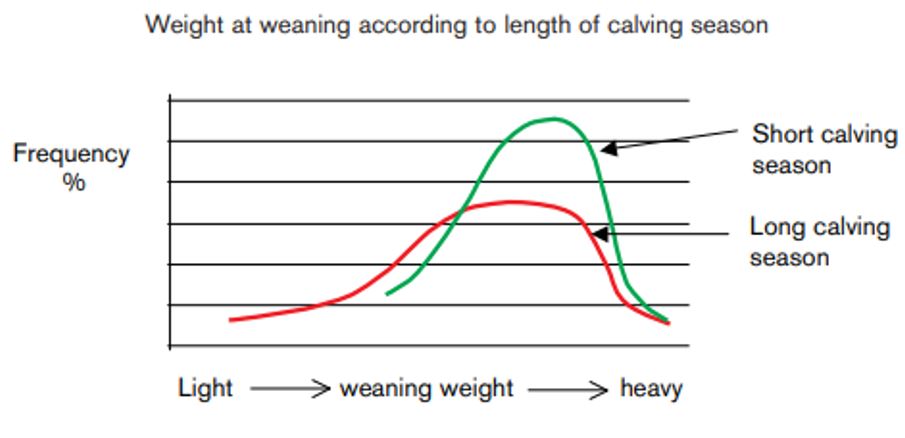 Agribusiness News December 2024 - Inputs: Calving Intervals | Helping ...