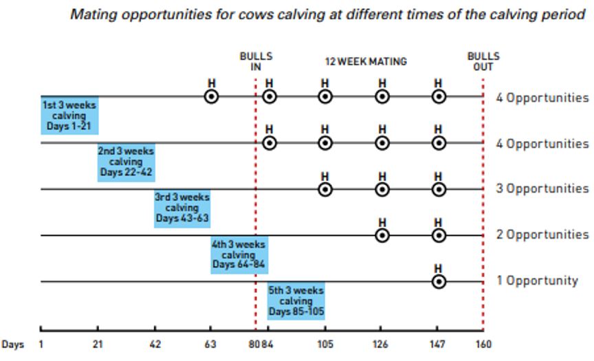 Agribusiness News December 2024 - Inputs: Calving Intervals | Helping ...