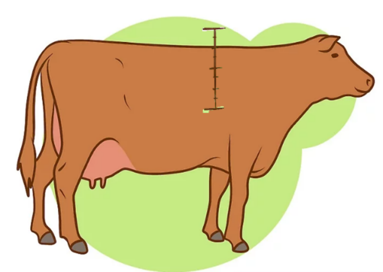 A Practical Guide to Selecting Finished Cattle | Helping farmers in ...