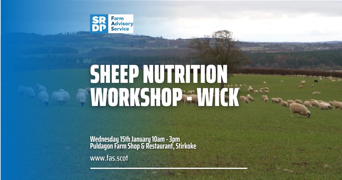 Sheep Nutrition Workshop - Wick | Events helping farmers in Scotland ...