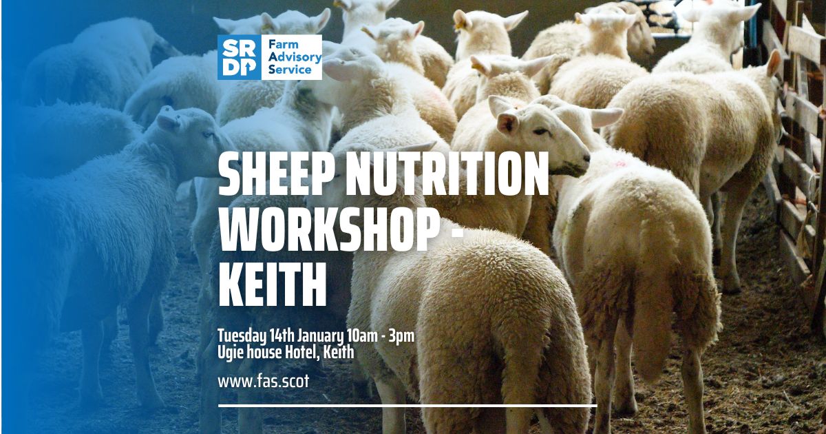 Sheep Nutrition Workshop - Keith | Events helping farmers in Scotland ...